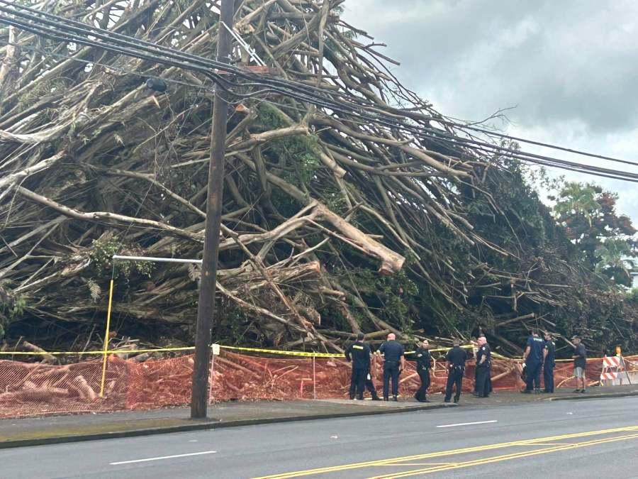 Two remains found under fallen Hilo tree