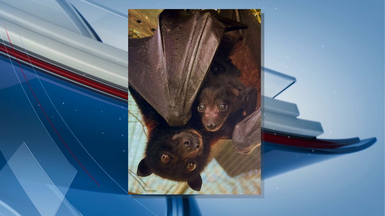 Lubee Bat Conservatory welcomes four new bats