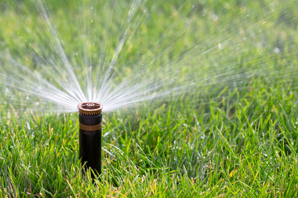 How to keep your lawn alive through a hosepipe ban without breaking the ...