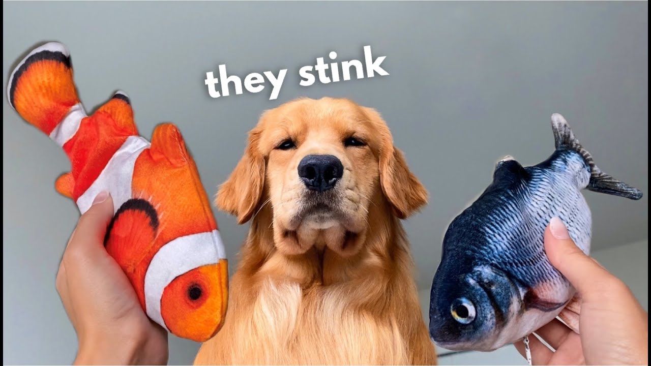 Golden Retriever Reacts to Floppy Fish Toys