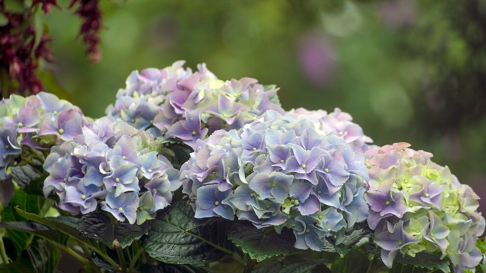 Why Hydrangeas Lose Their Color: Possible Causes