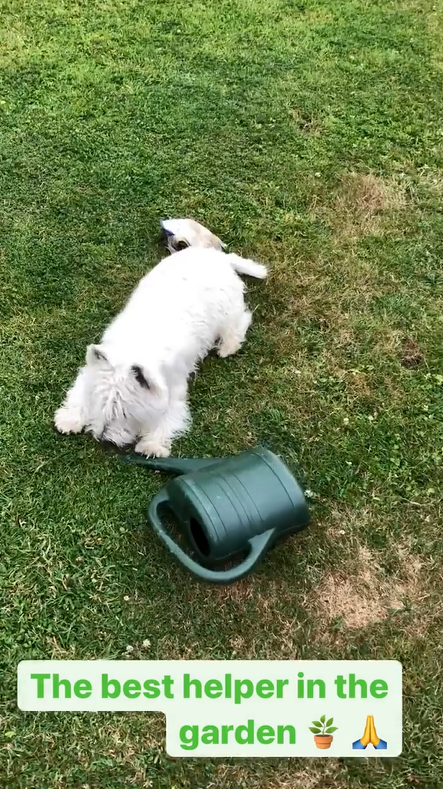 The Best Helper in the Garden — Making Yard Work Easy & Fun