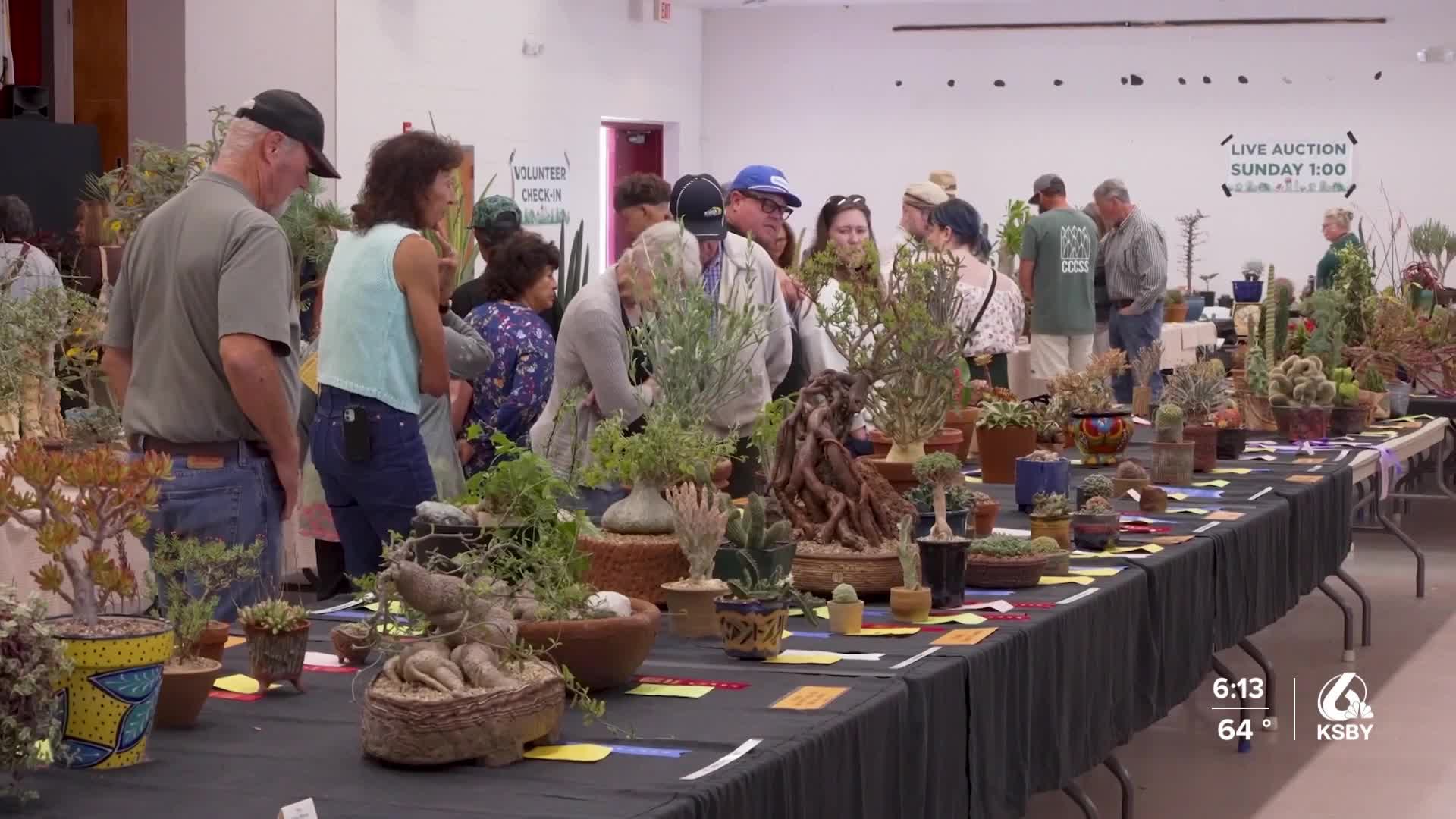 Annual Cactus & Succulent Society showcase draws in plant enthusiasts