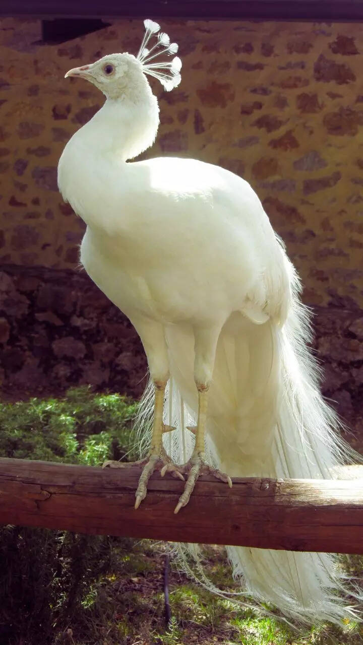 9 of the world’s cutest white-coloured animals and where to spot them