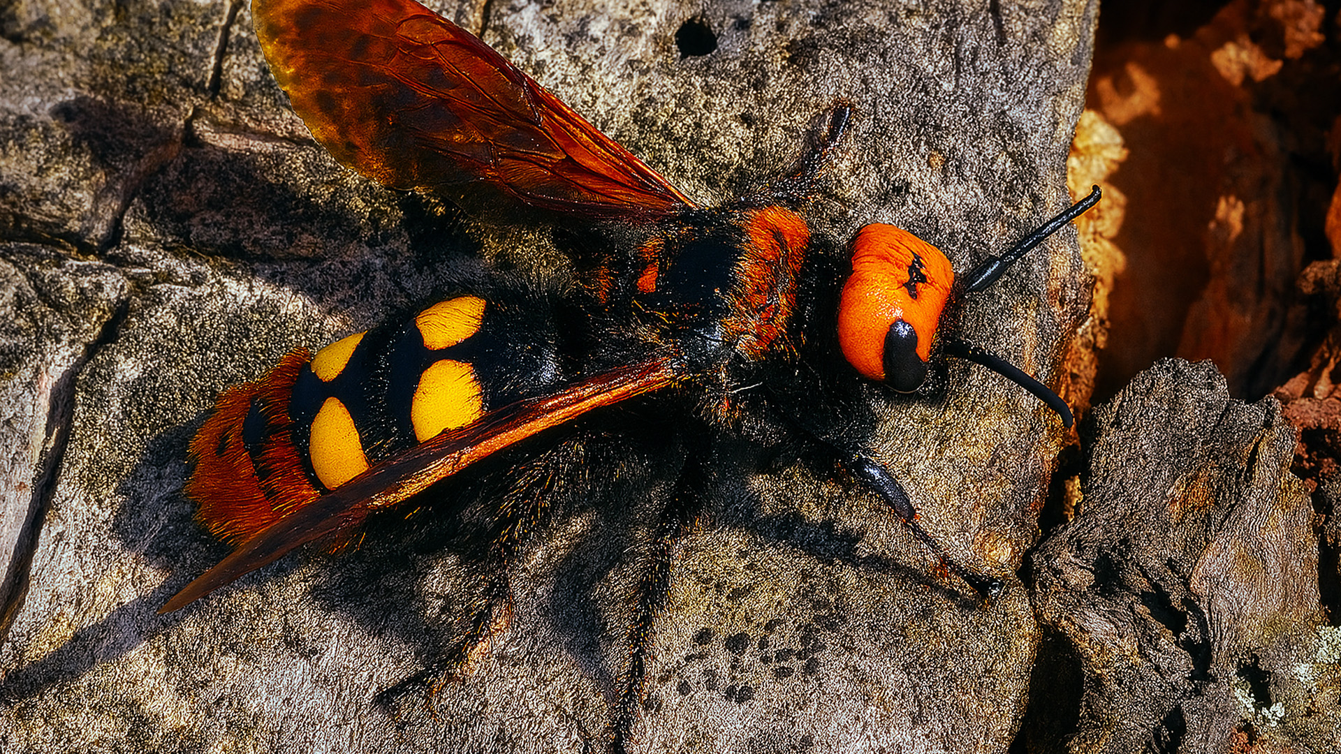 Grande aigrette de Moravie du Sud