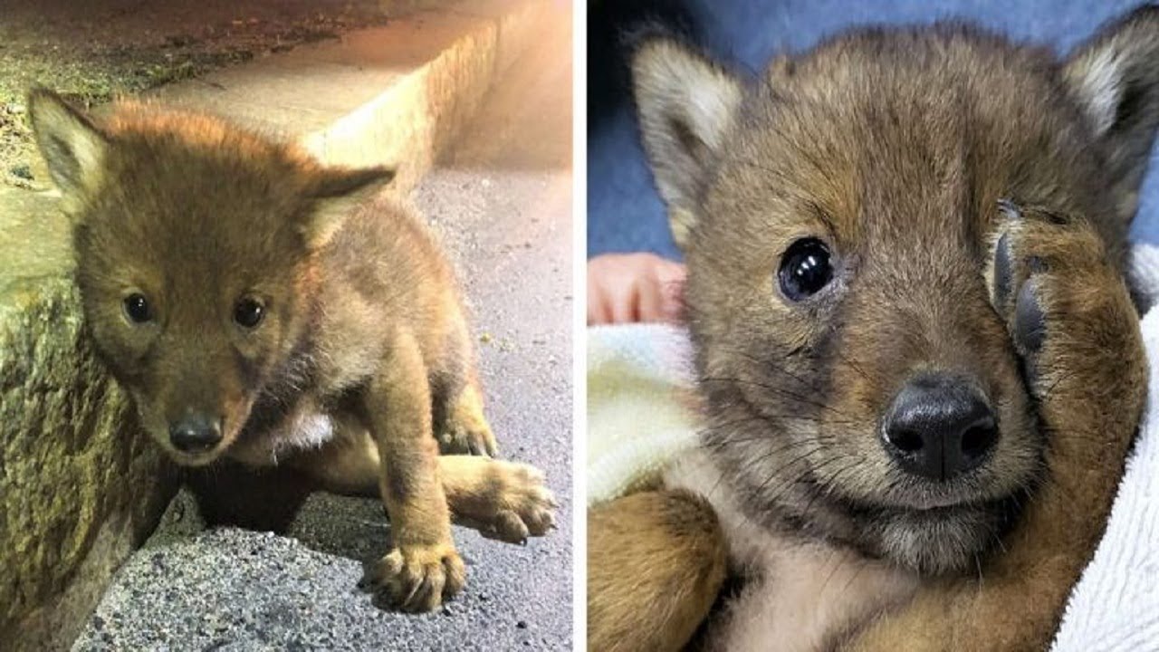 Cop Goes Above And Beyond For A Lonely Little Coyote Puppy