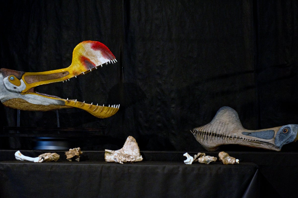 Chinese Pterosaur fossil sparks debate on what giant flying reptiles ...