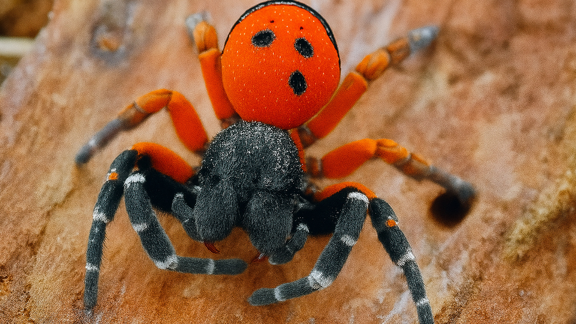 Natural Footage of Wild Animals in Their Natural Habitat