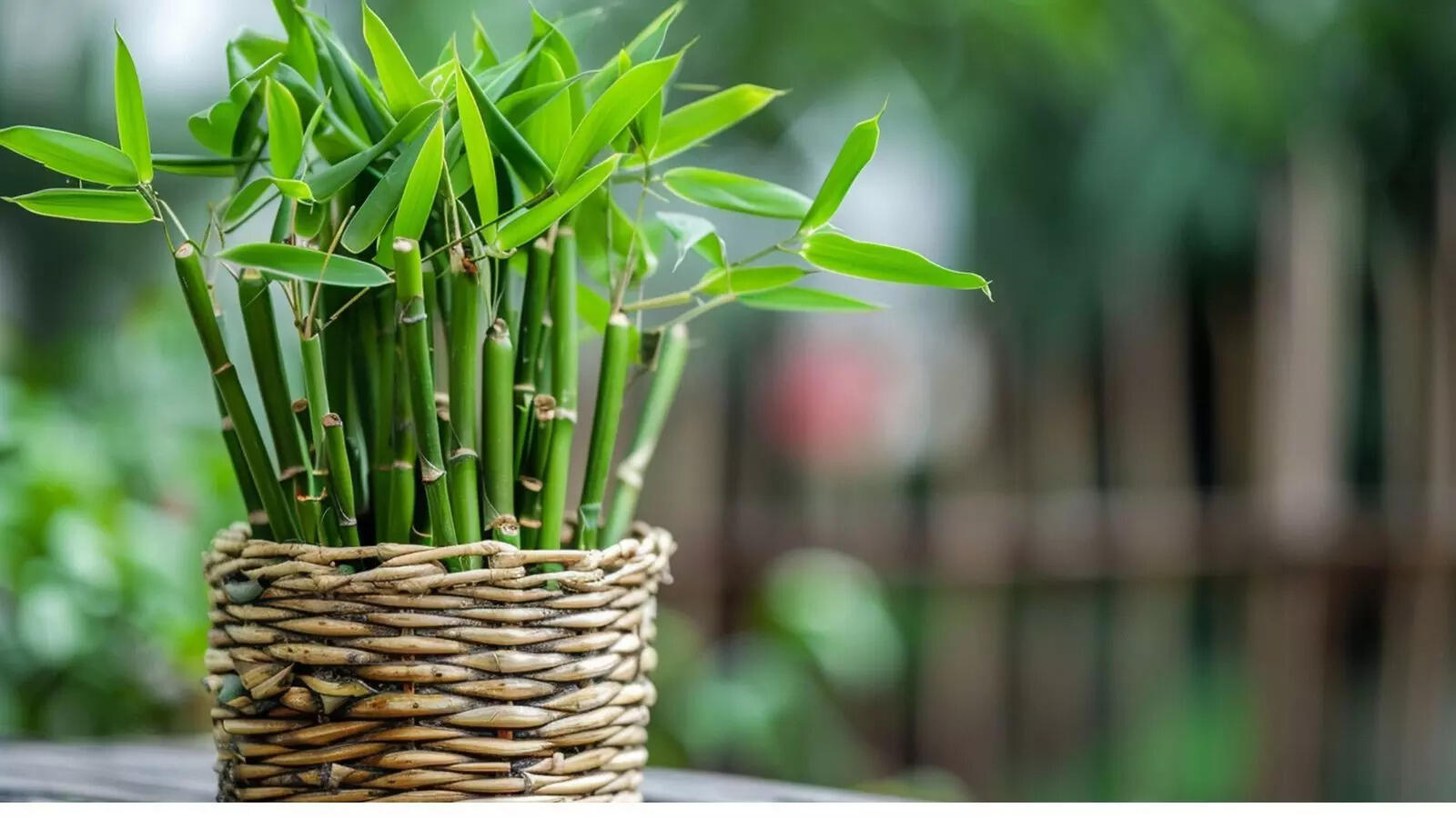 5 Wonderful Benefits Of Keeping Bamboo Plants At Home
