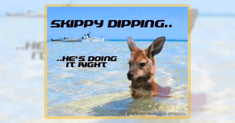 24 Marsupial Memes for People Who Are One Mild Inconvenience Away From ...