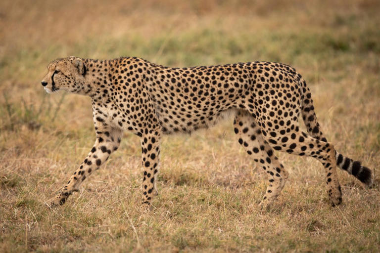 Fastest Land Animals on Earth