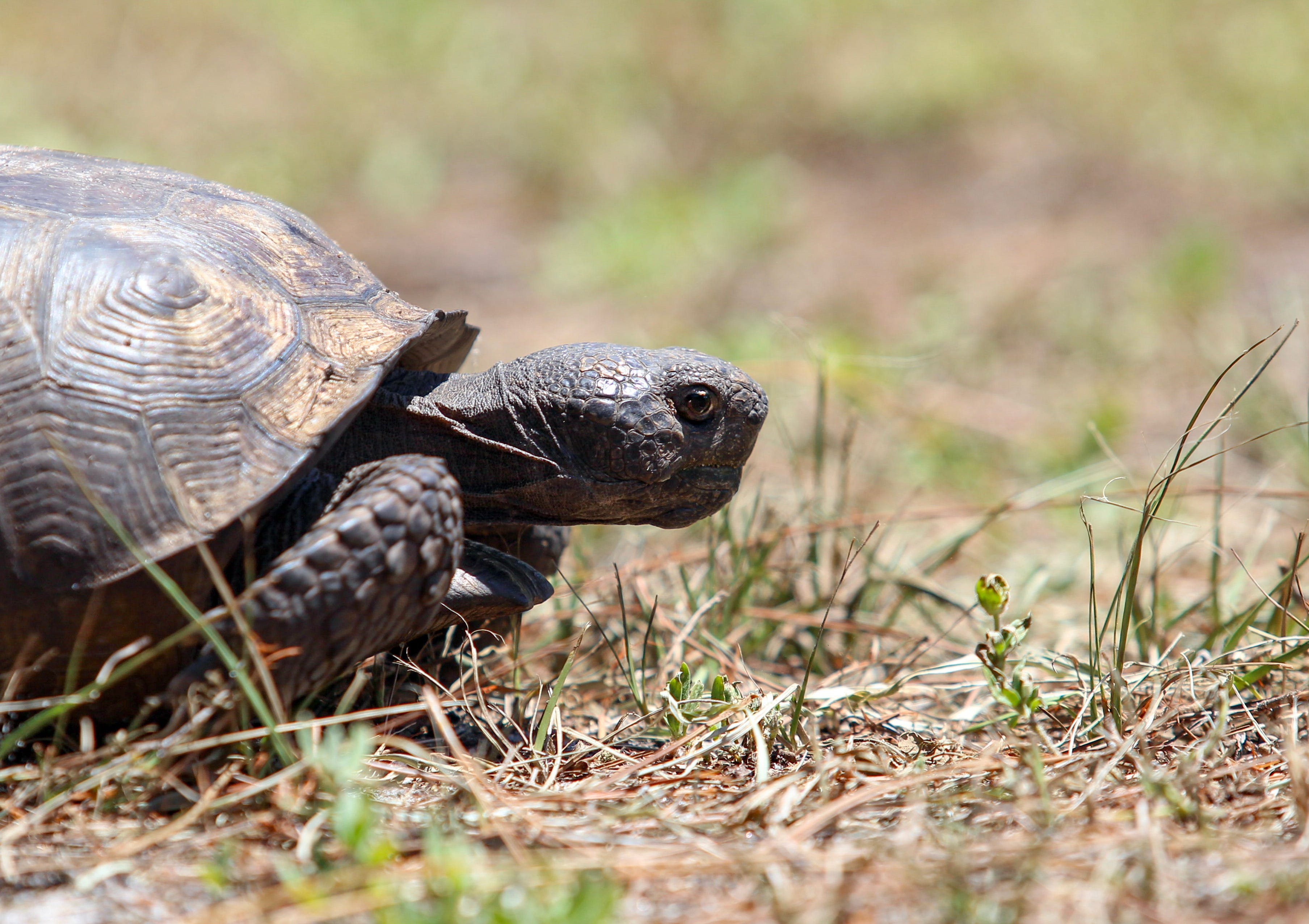 Indian River County deputies serve arrest warrant charging man with ...