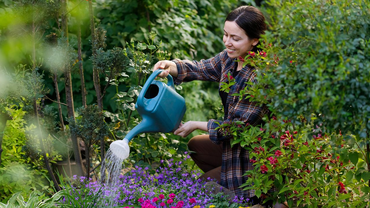 How to protect your plants during a watering ban