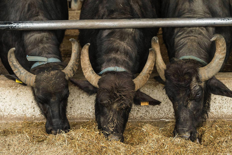 Venom Landing, FAMU's new 700-bed residence hall, is on track for ...