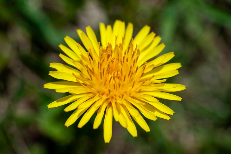 Garden column: What to know about coltsfoot, the small flower that ...