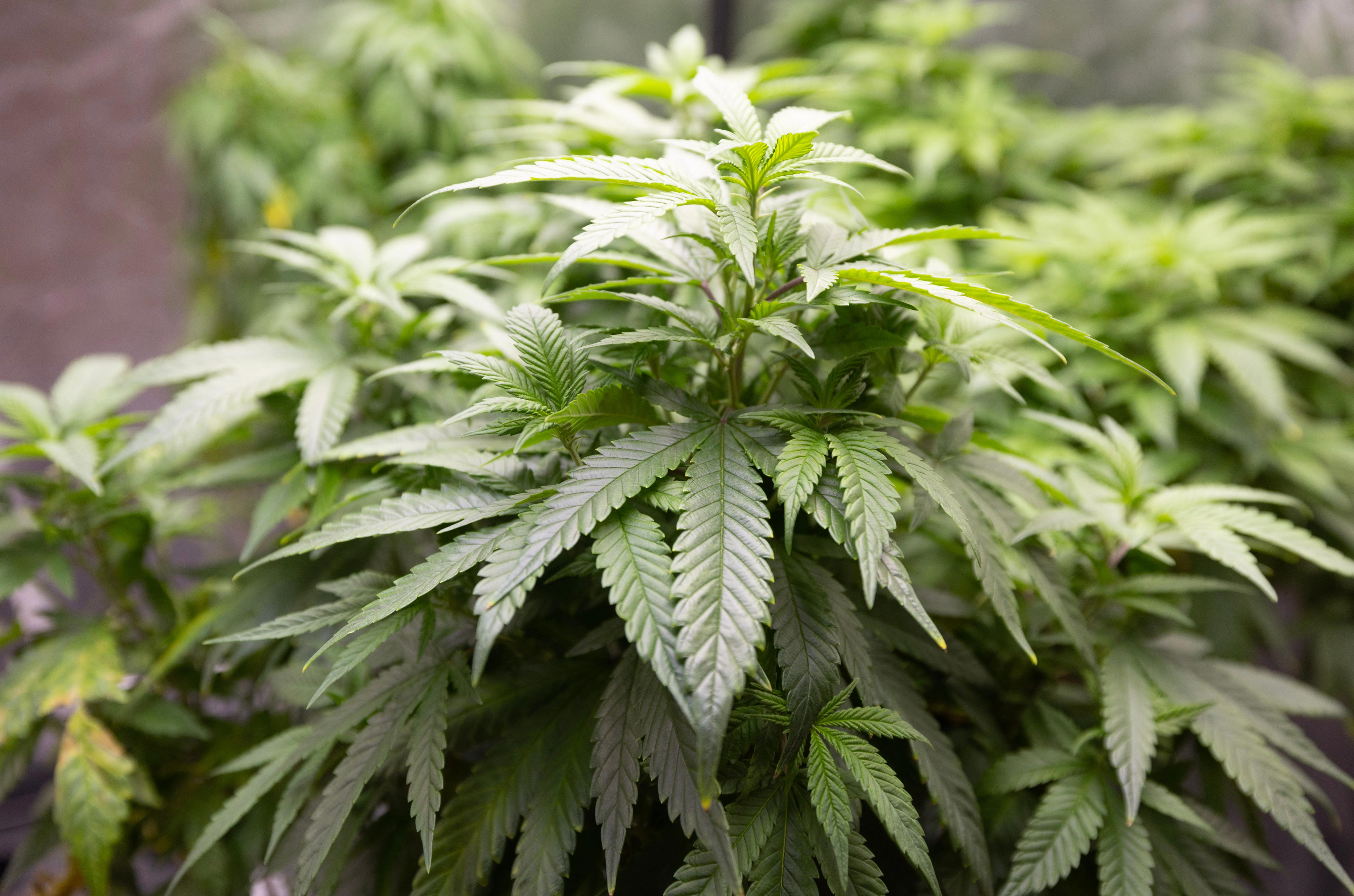 Dem's idea to push bipartisan Senate marijuana plan in Pa. House first ...