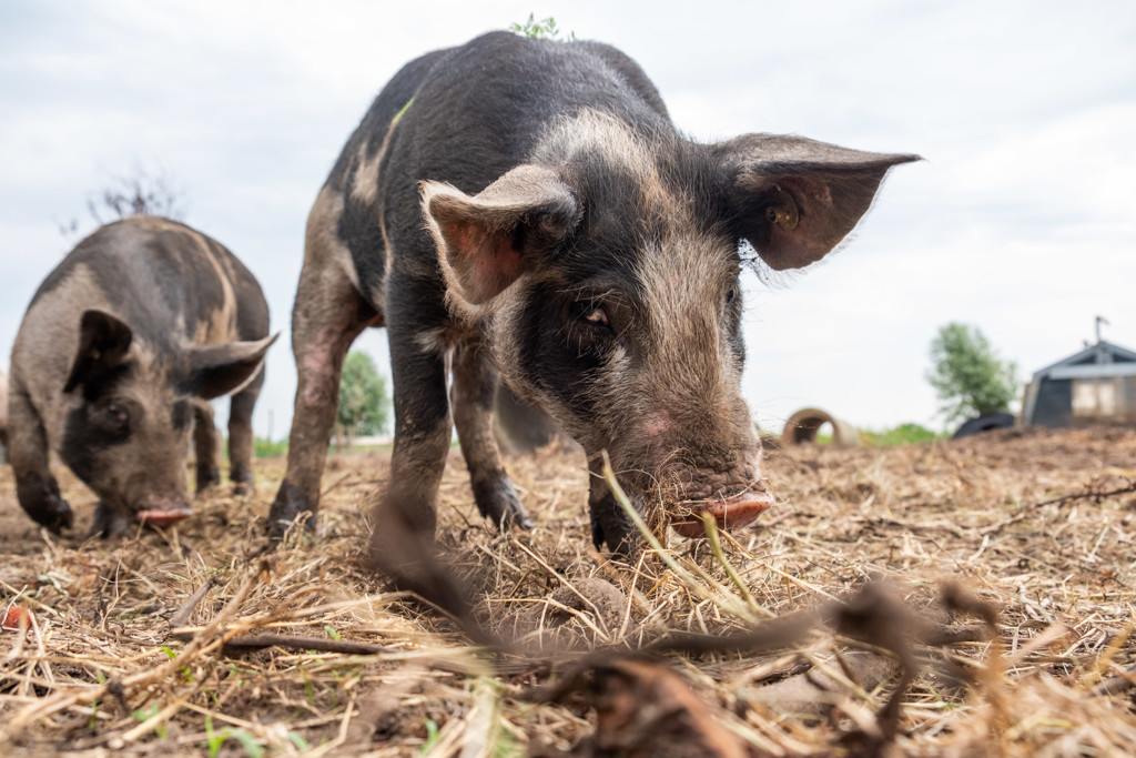 Nederlandse varkensstapel krimpt tot minder dan 10 miljoen dieren