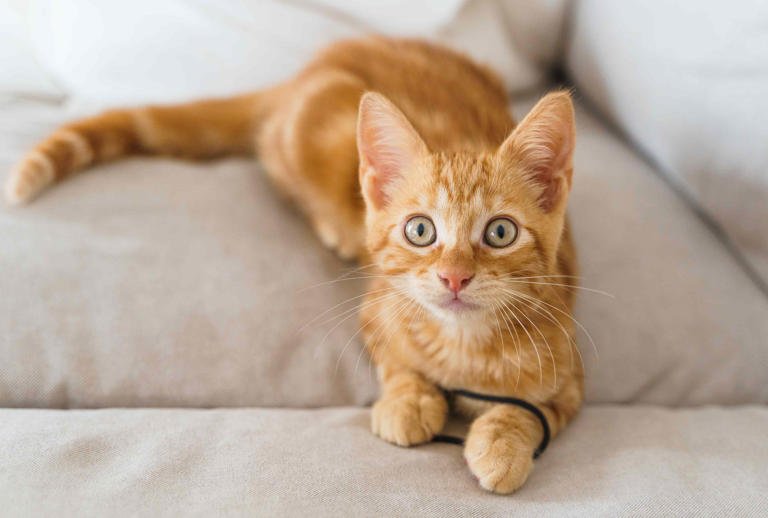 325 Orange Cat Names For Your Little House Tiger
