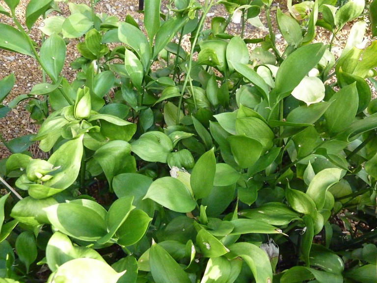 Ruscus: guía completa con cuidados, variedades, uso ornamental y medicinal