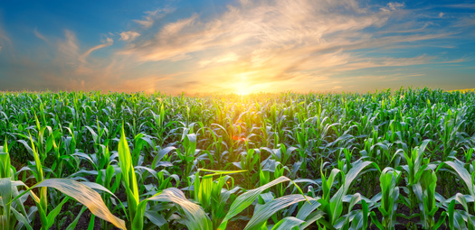 Iowa corn farmers stand to gain from tax breaks