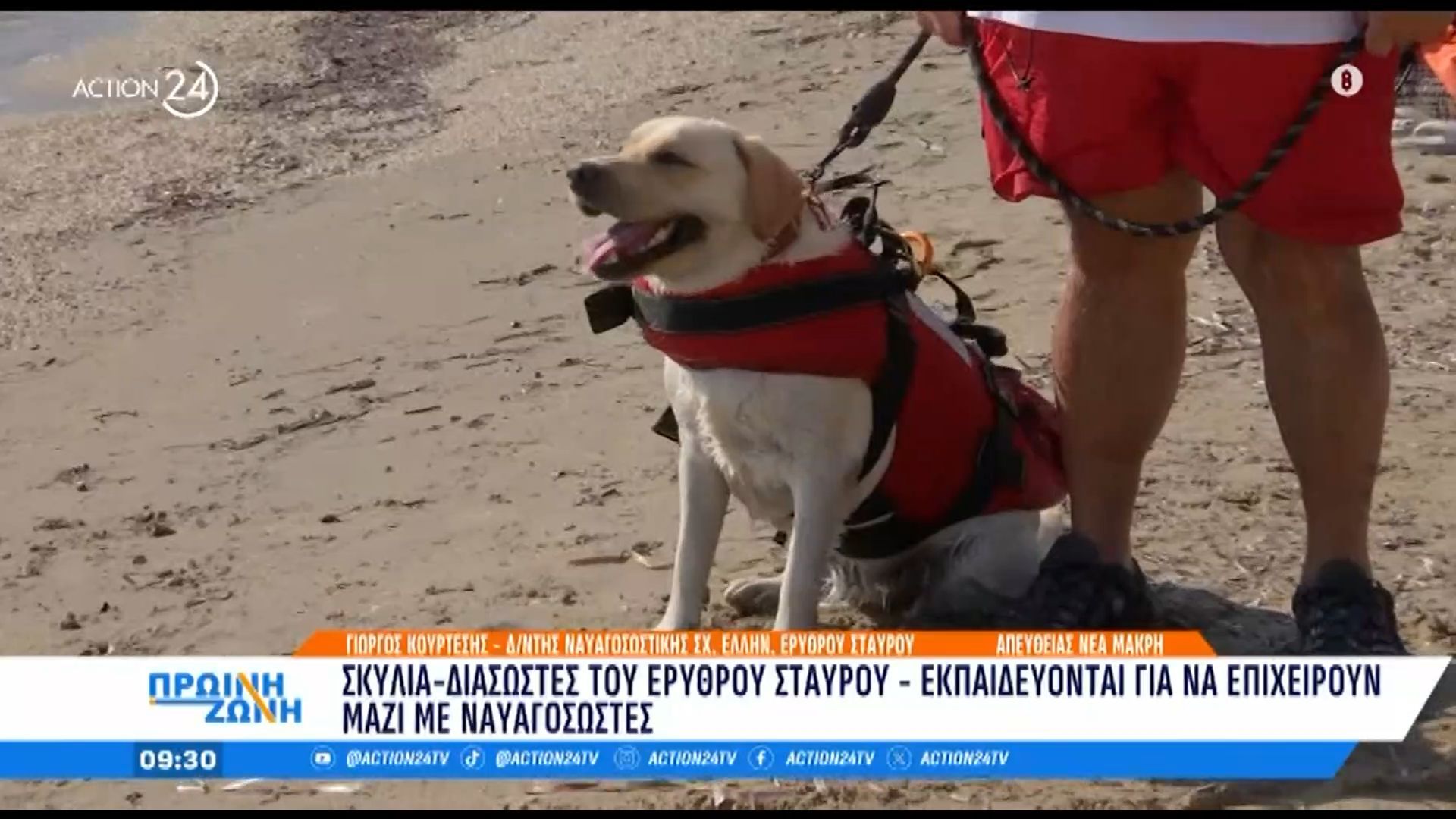 Ν. Μάκρη: Σκυλιά του ερυθρού σταυρού εκπαιδεύονται για διασώσεις με ...