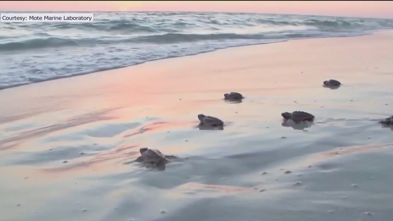 Sea turtle nesting season in full swing