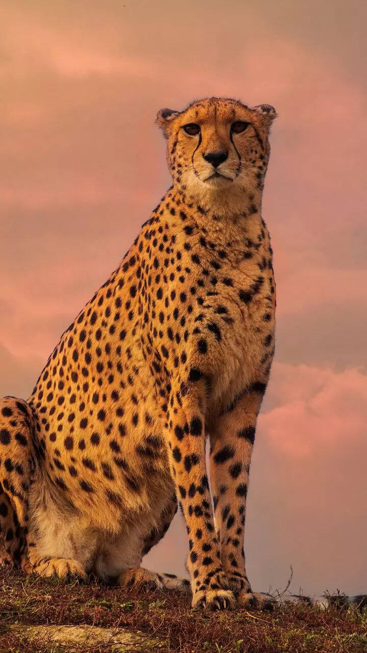 10 natural sounds you won’t believe come from animals