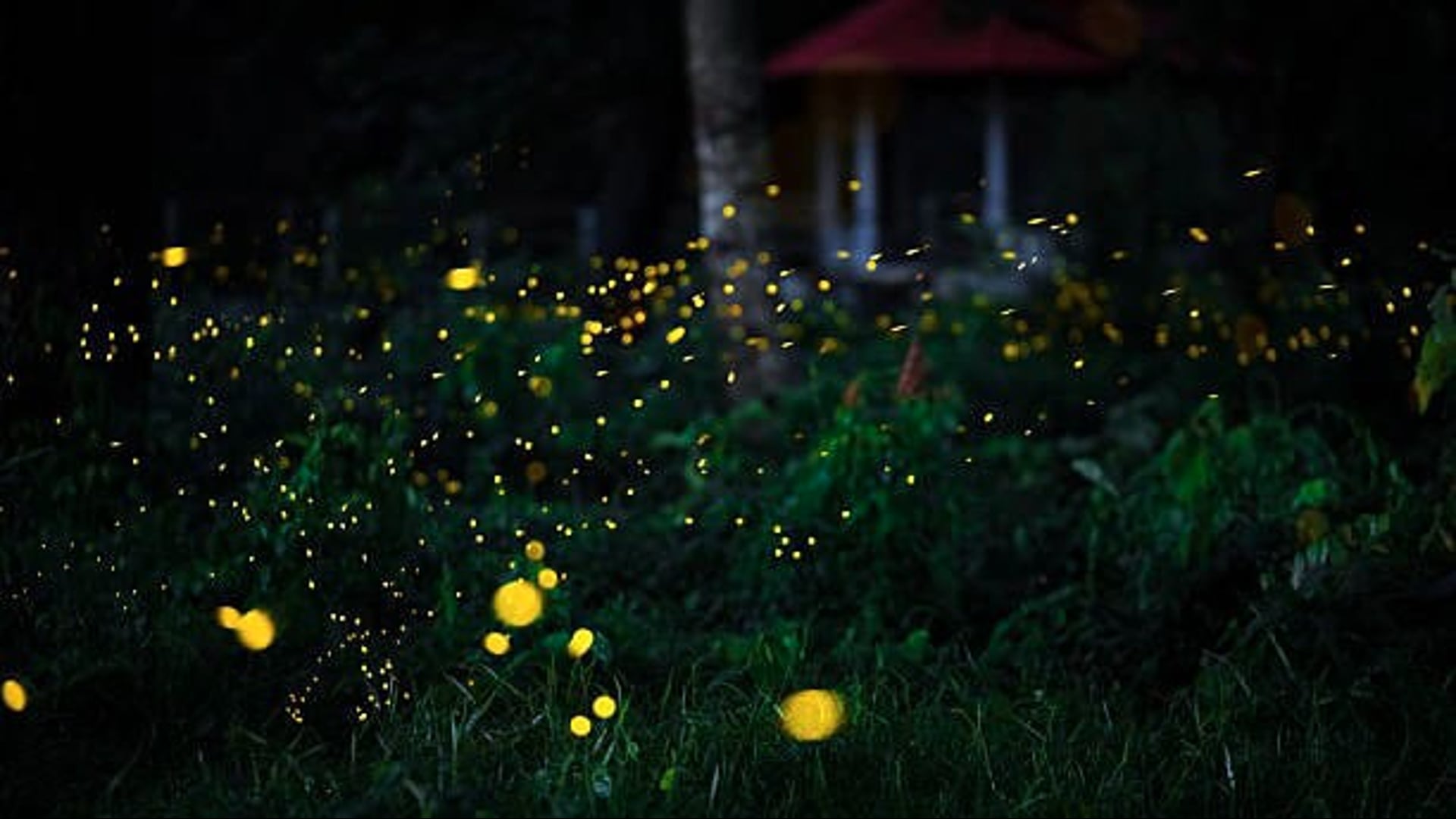 Illumina il tuo giardino: come attirare e proteggere le lucciole