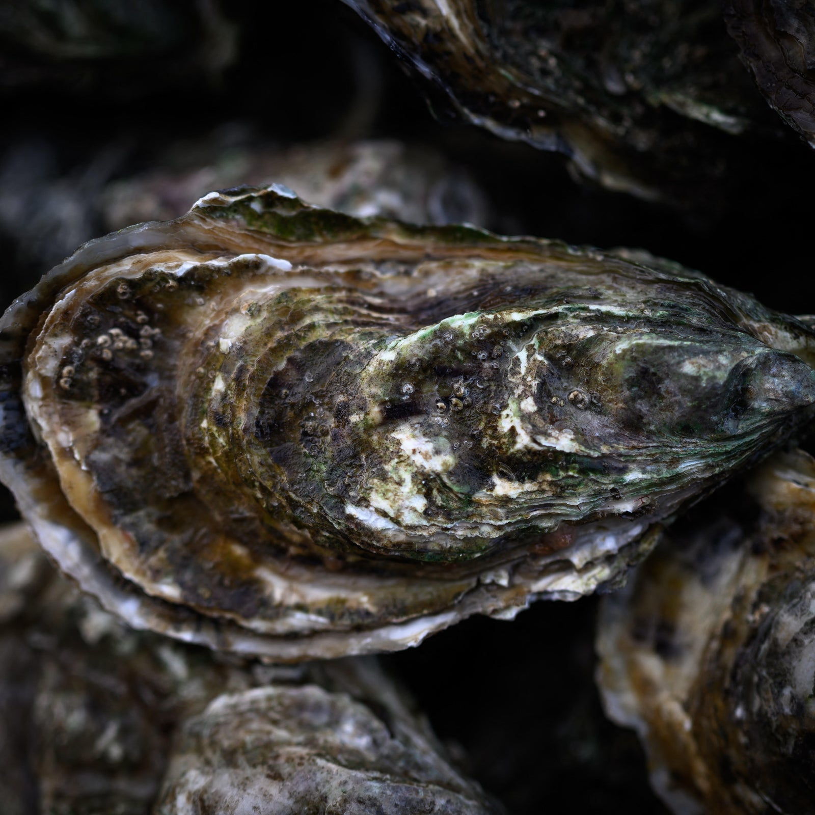 1906 shipwreck is filled with rare oysters to boost marine species