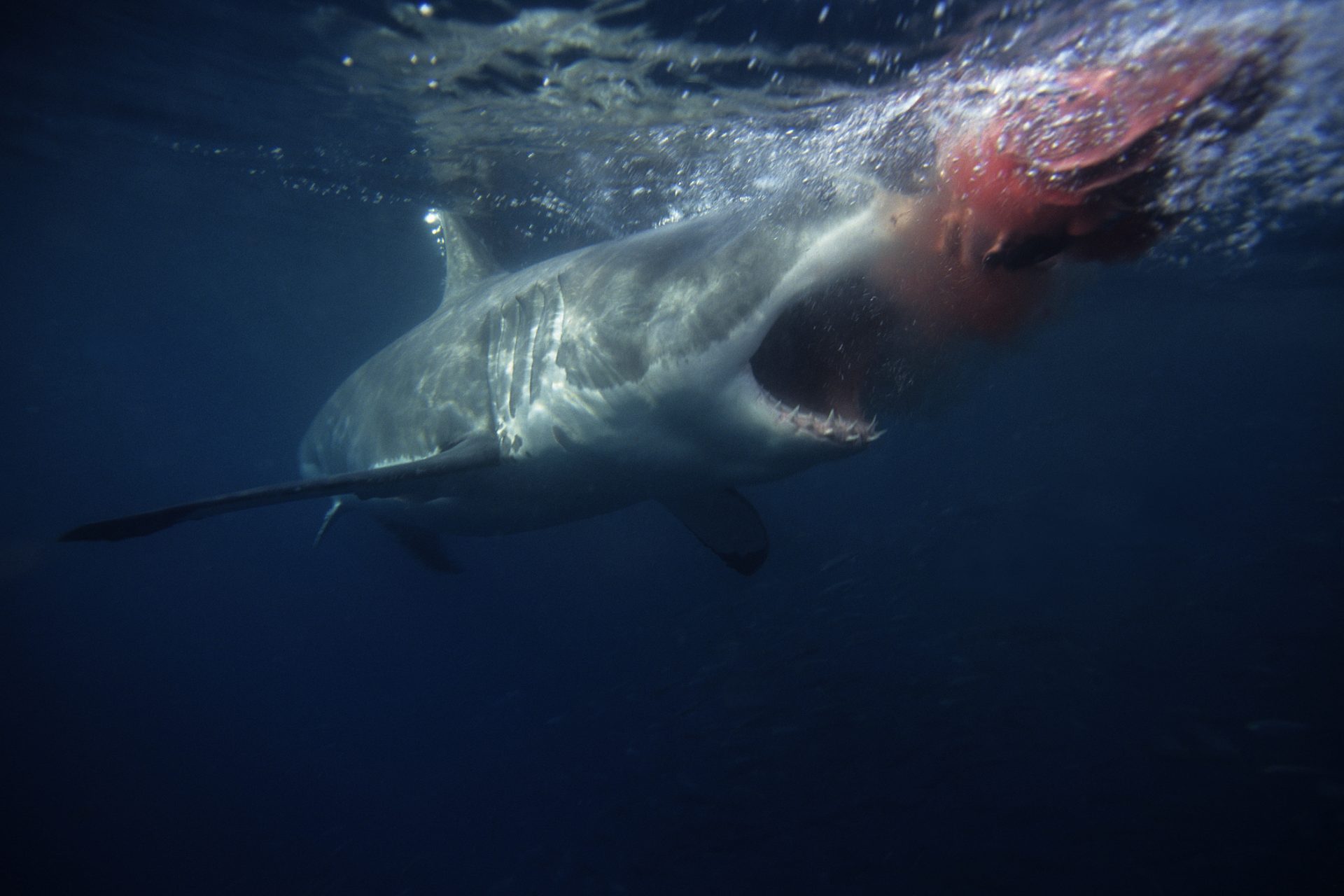 Sharks: separating fact from fiction
