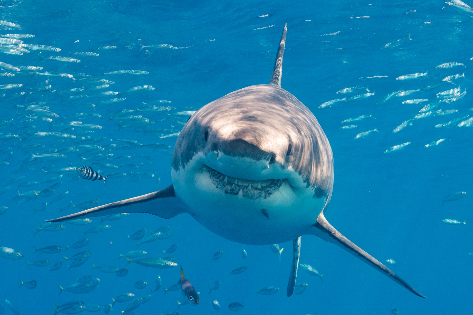 Sharks: separating fact from fiction