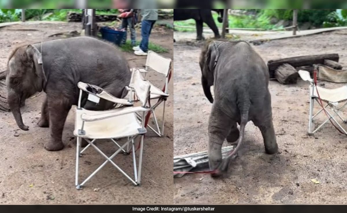 Watch: Baby Elephant's Adorable Fail At Sitting On Chair Wins Internet
