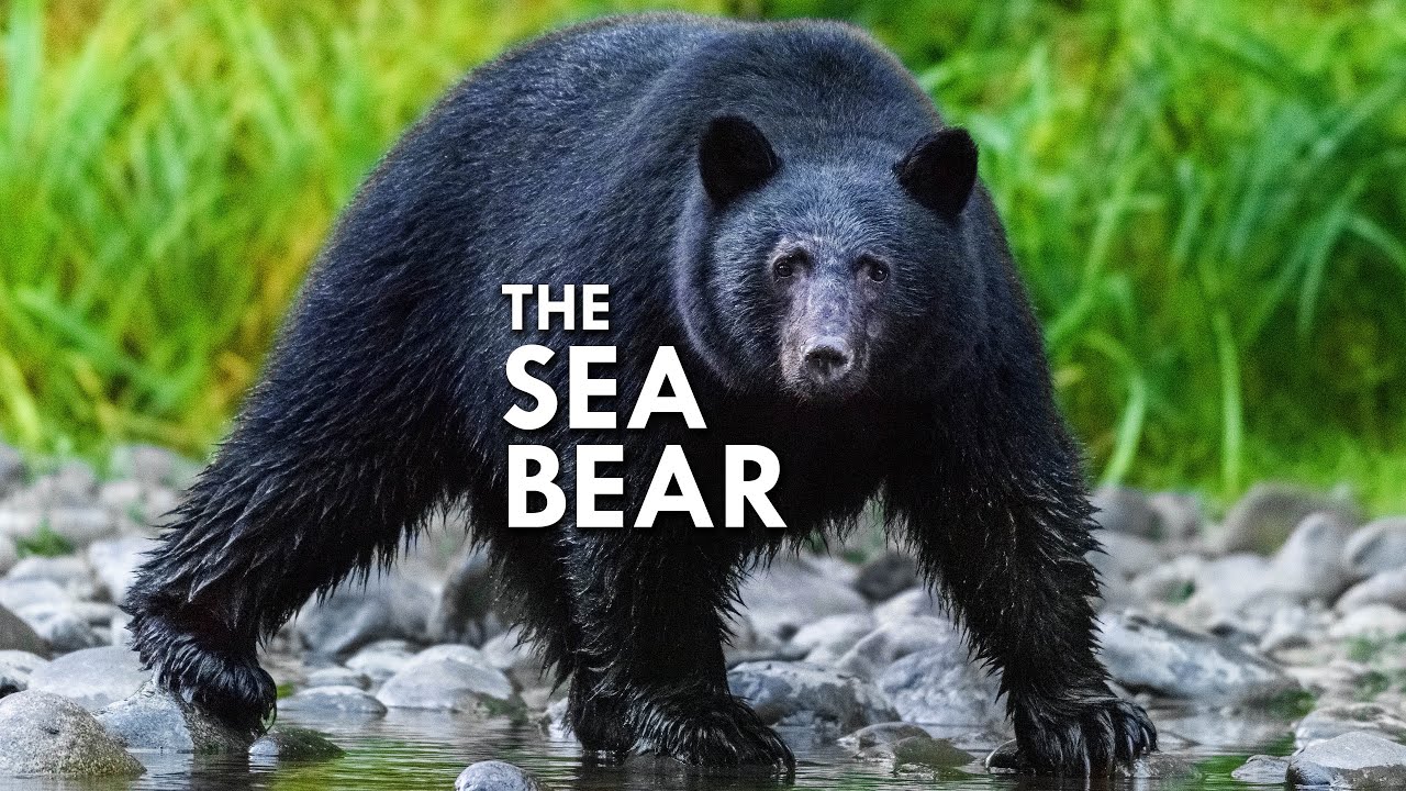 Coastal Black Bear: The Real Sea Bear of the Pacific