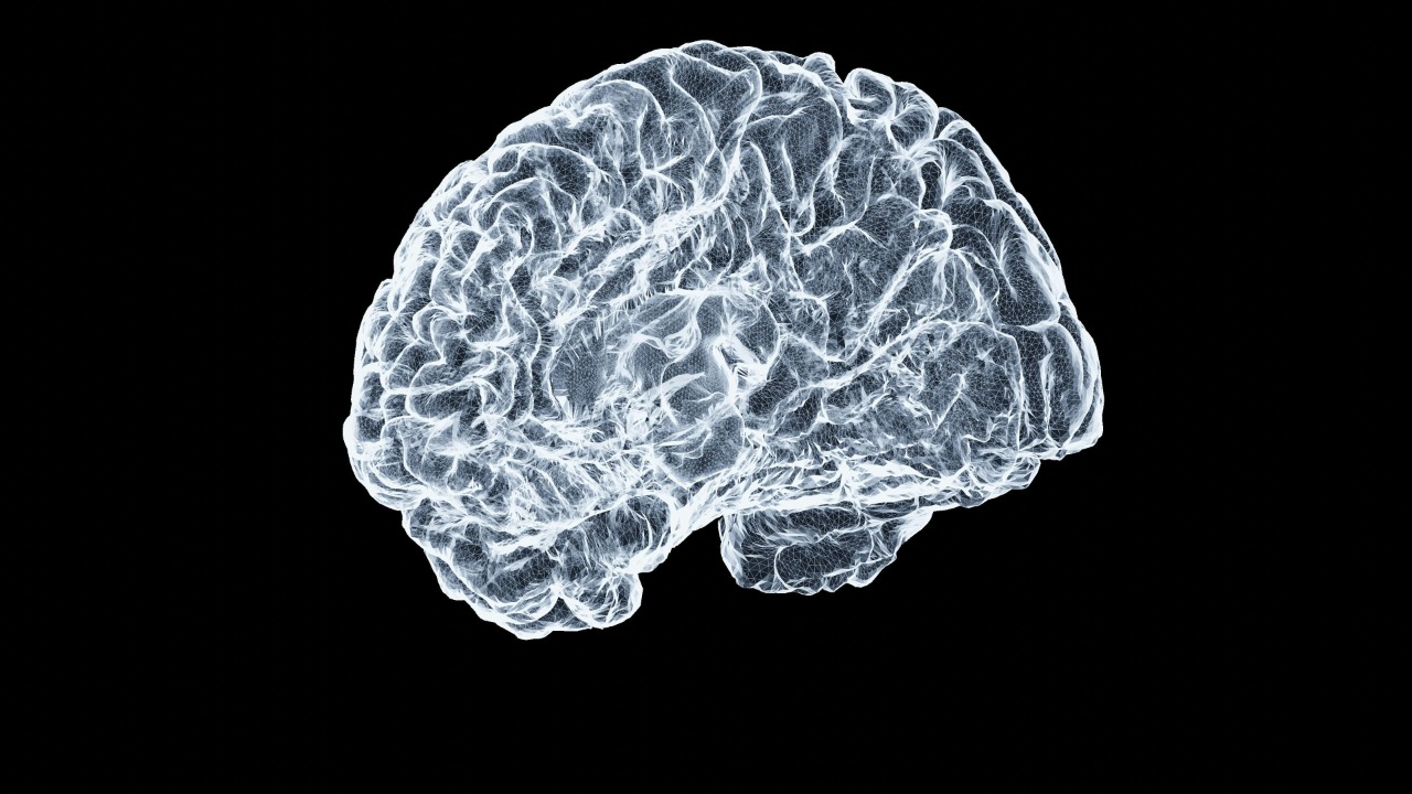 Lab-grown brain tissue began forming memories