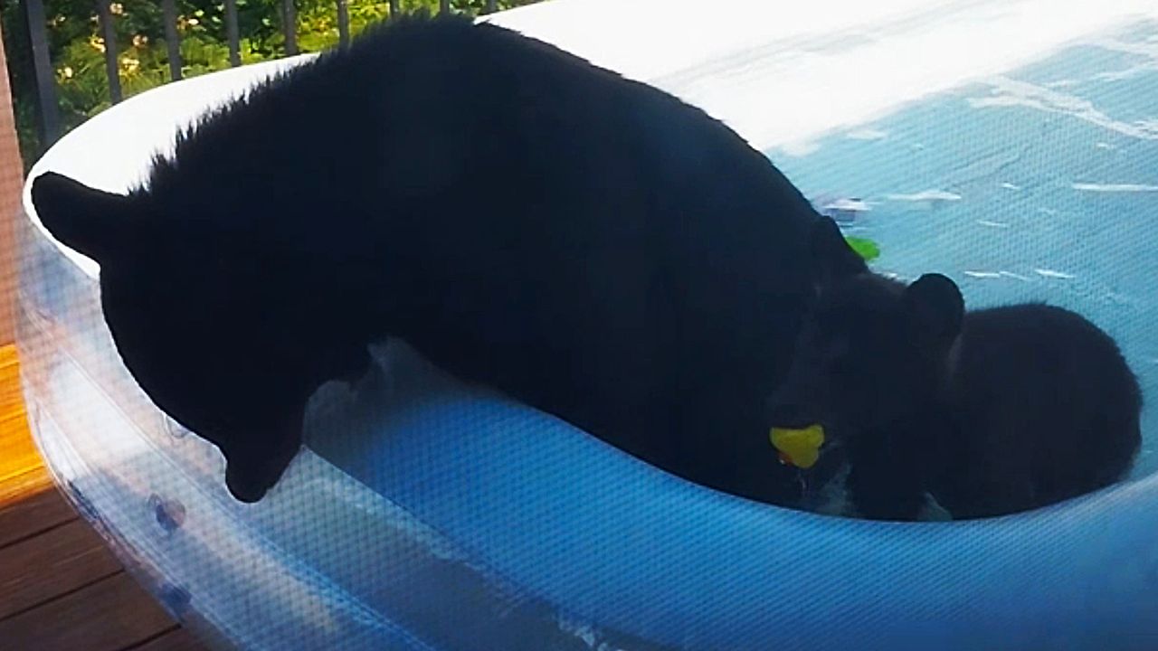 Bears hijack kiddie pool on Tennessee balcony