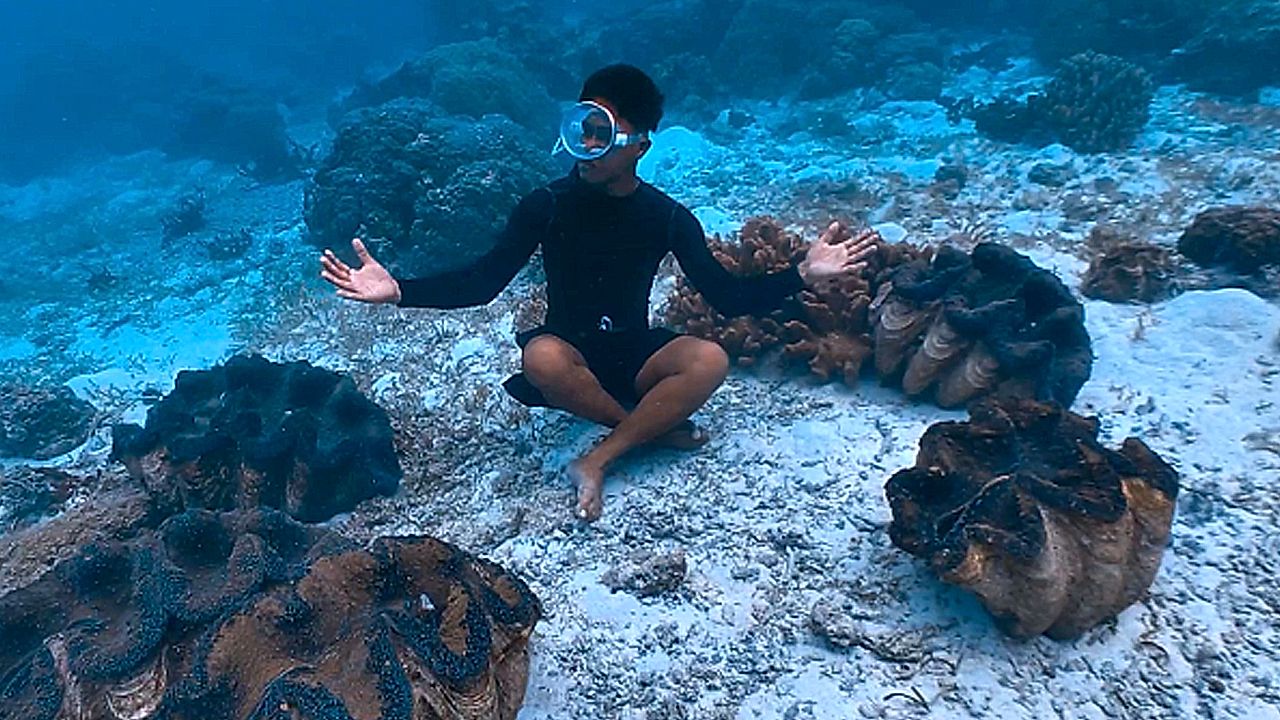 Diver explores underwater world of endangered giant clams in Philippines