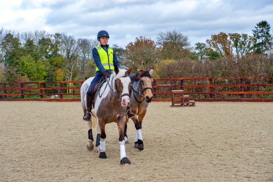 Ride and lead: this is how to exercise two horses at the same time