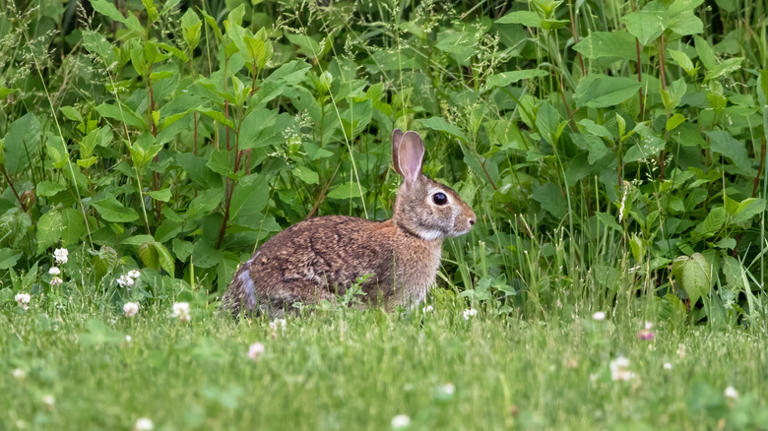The Kitchen Essential That Doubles As A Natural Rabbit Repellent