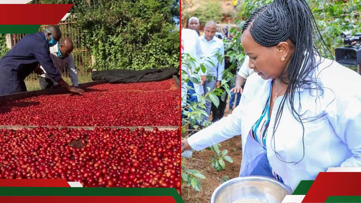 Wavinya Ndeti: Machakos County invests KSh72 million to revive coffee ...