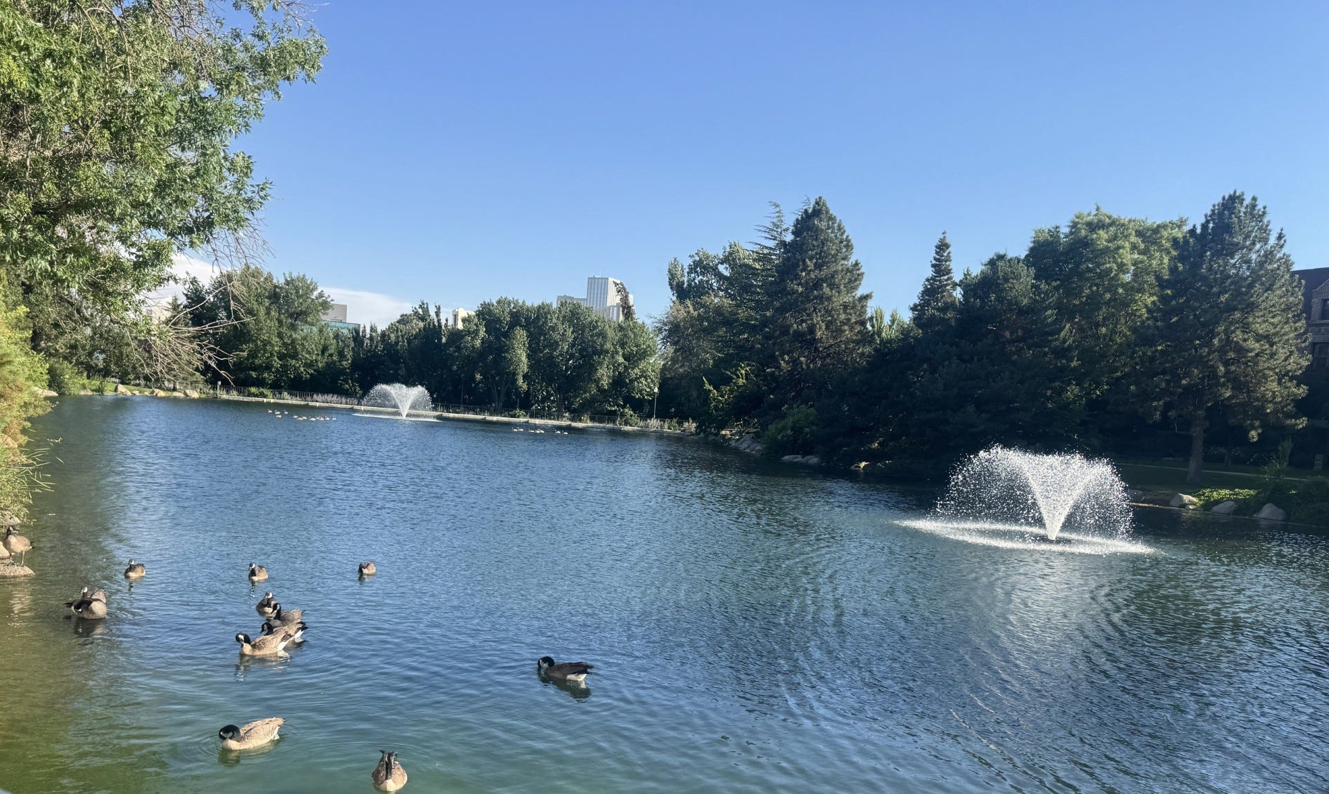 Foul play? UNR still won't comment 4 months after swan's mysterious death