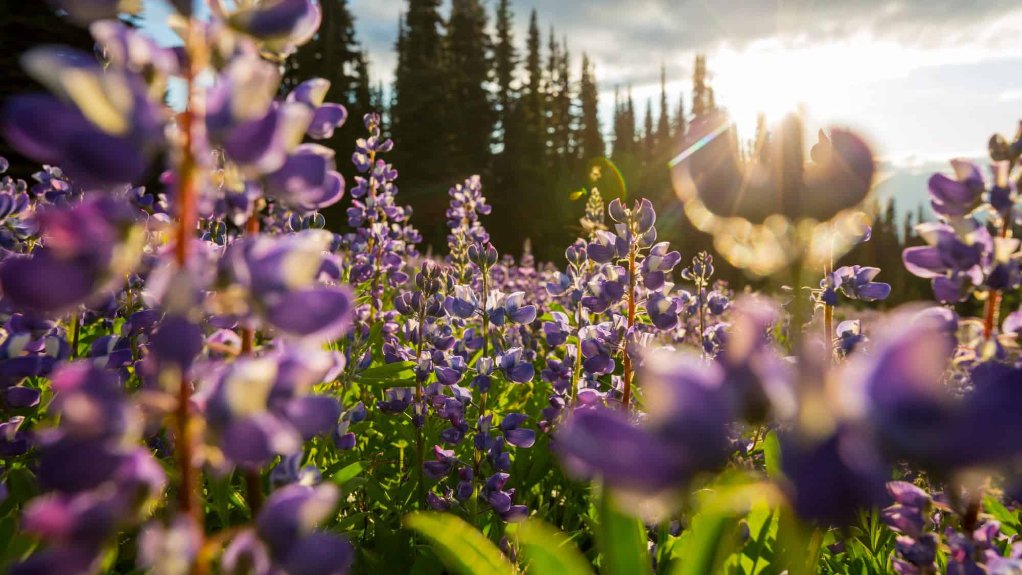 11 Hiking Trails Covered In July’s Most Spectacular Wildflowers
