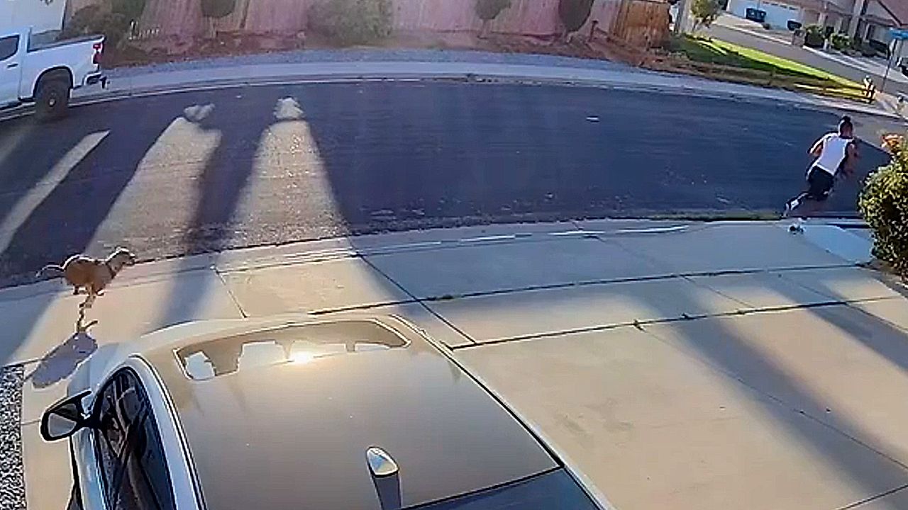 Un hombre que paseaba a su perro salta a una camioneta tras ser atacado ...