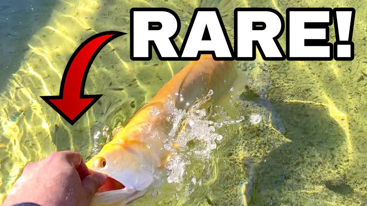 Expensive Exotic Fish Bite | Why You Shouldn’t Hand Feed These Fish