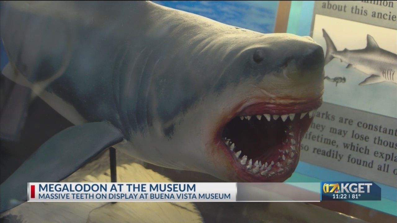 Megalodon at the Museum: Massive shark teeth on display at Buena Vista ...
