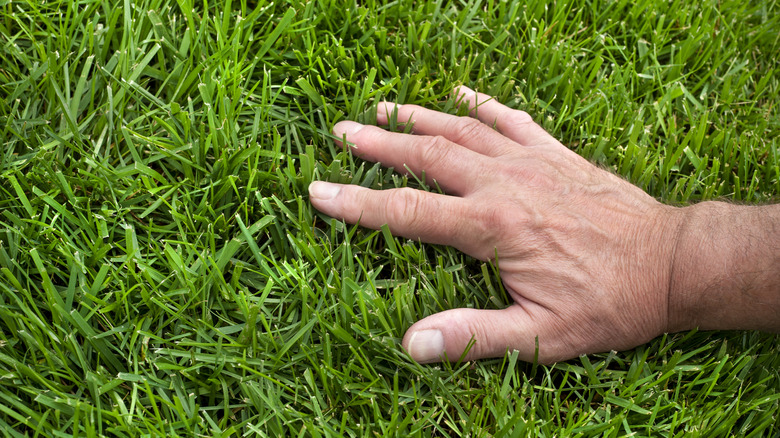 The One Solution To Get Better Looking Grass Without A Struggle