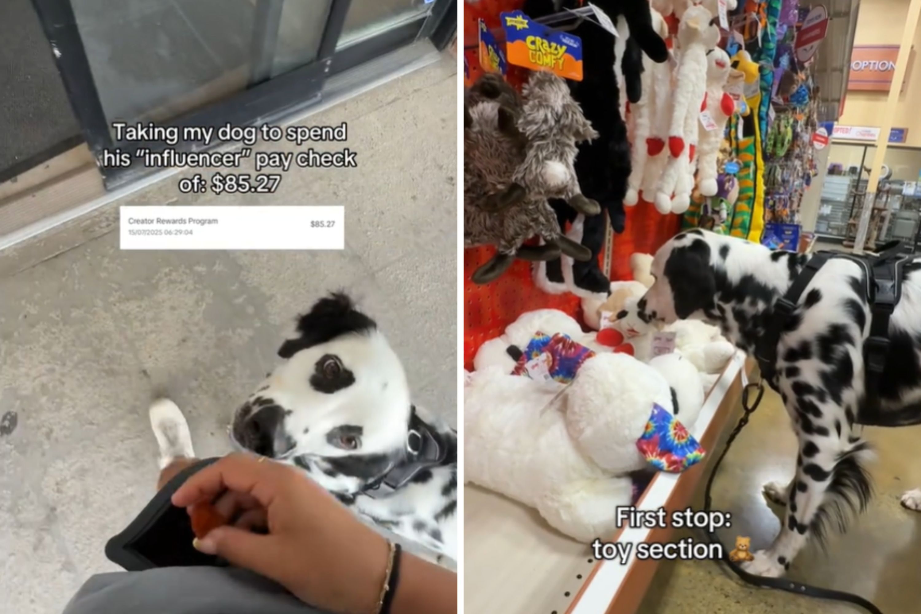 Dog goes to spend his first influencer paycheck—results are adorable