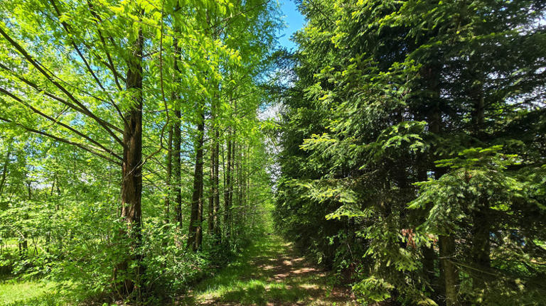 The Difference Between Deciduous And Coniferous Trees Explained