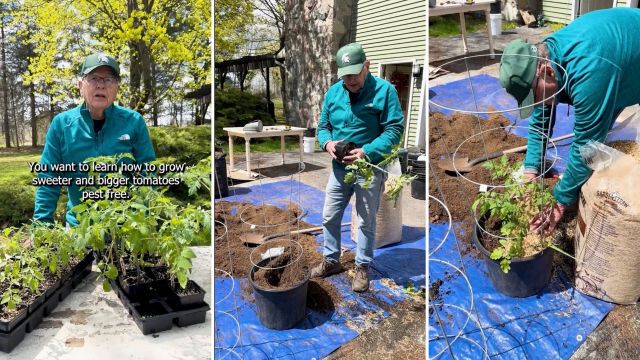Gardener shares step-by-step instructions for growing thriving tomato ...