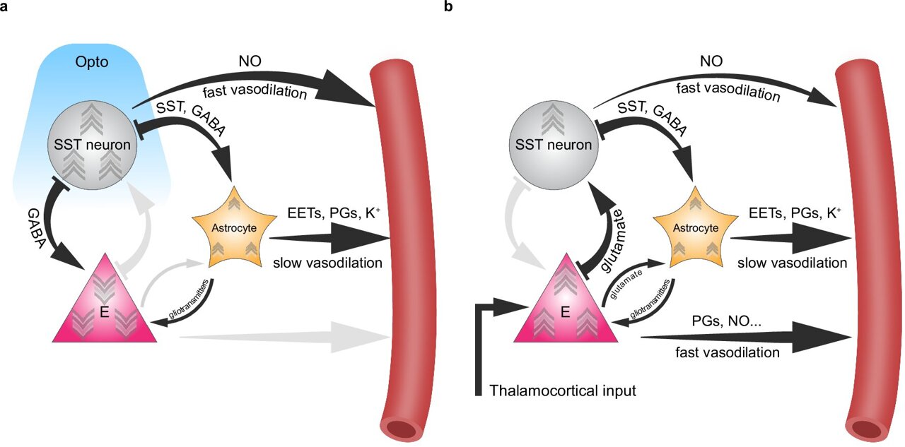 Study reveals how inhibitory neurons and astrocytes control brain blood ...