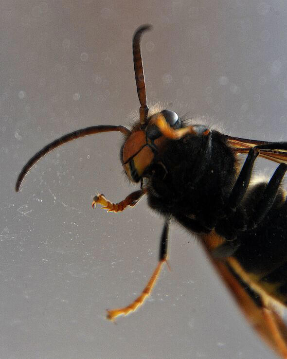 Brits in Majorca issued alert over new wasp species